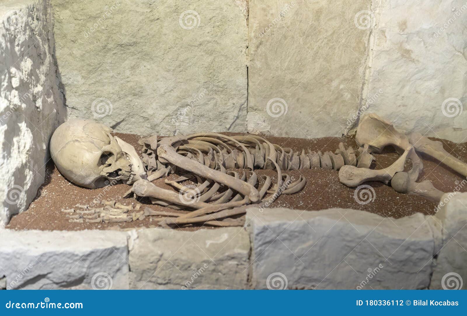 One Real Man Skeleton Lying on Ground Stock Photo - Image of buried ...