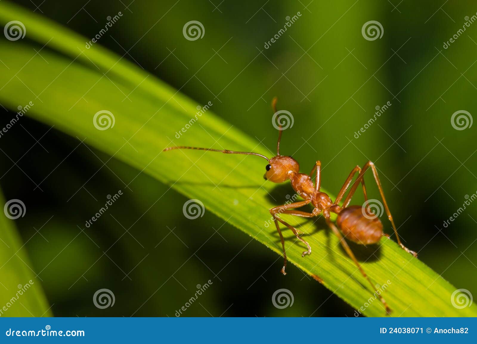 One Red ant stock image. Image of formicidae, extreme - 24038071
