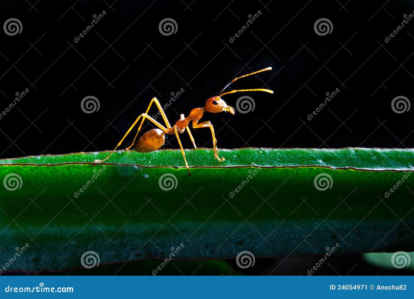 One Red ant stock image. Image of color, insecta, arthropoda - 24054971