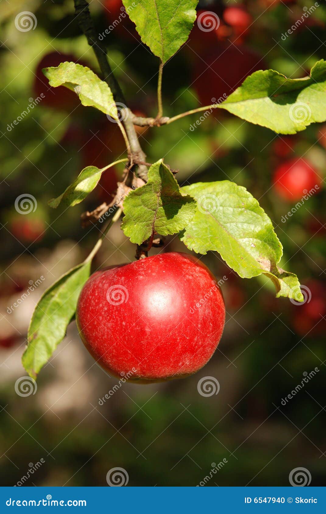 One red apple stock photo. Image of diet, fruit, green - 6547940