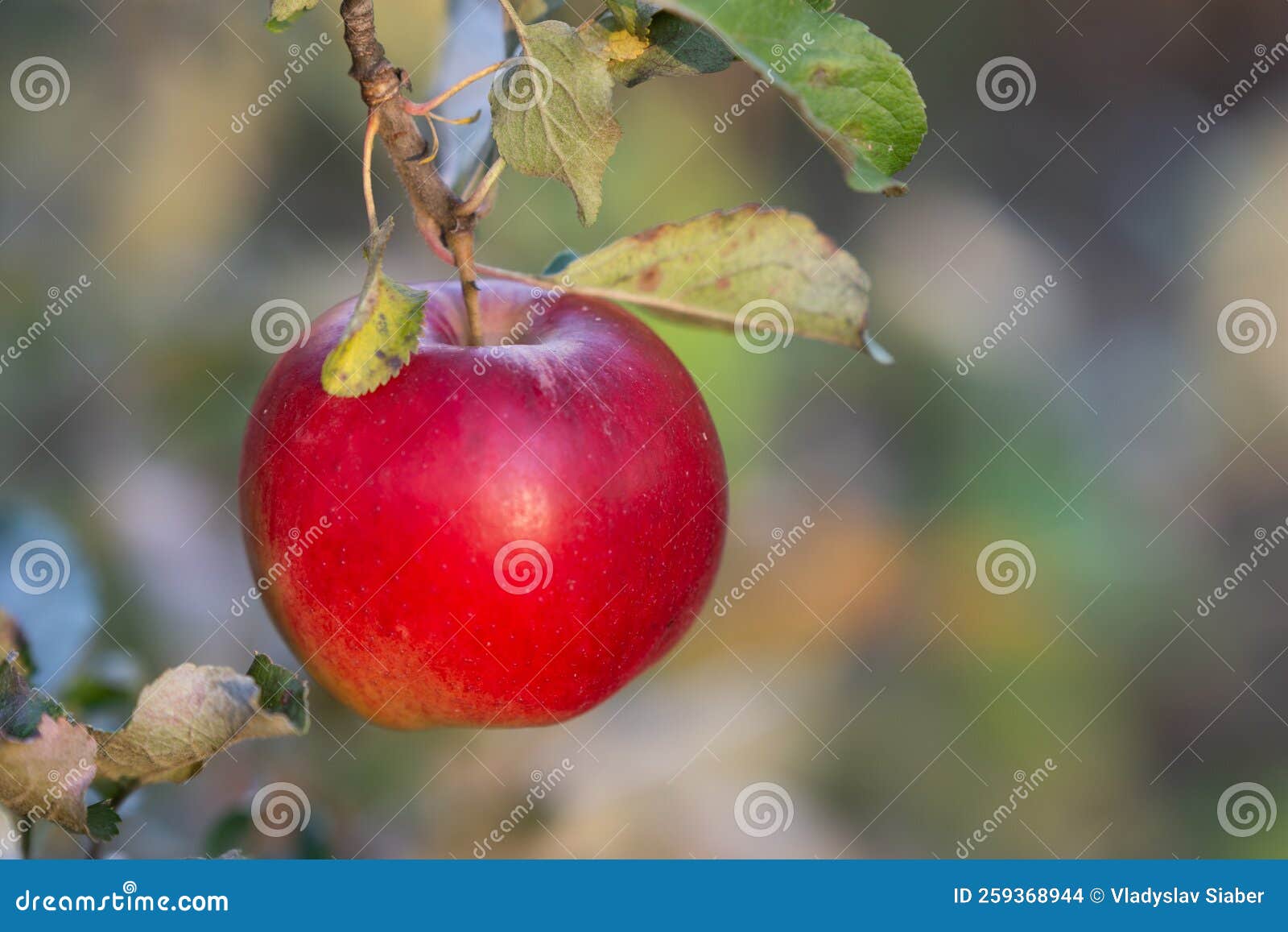 One Red Apple on the Branch of Apple Tree Stock Photo - Image of bright ...