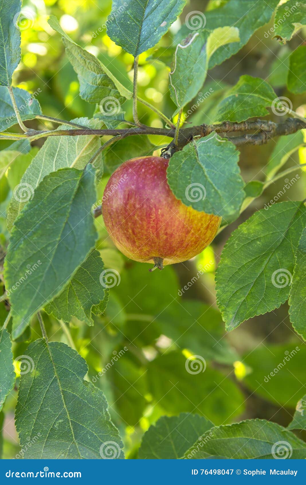 One red apple stock image. Image of leaf, autumn, fall - 76498047