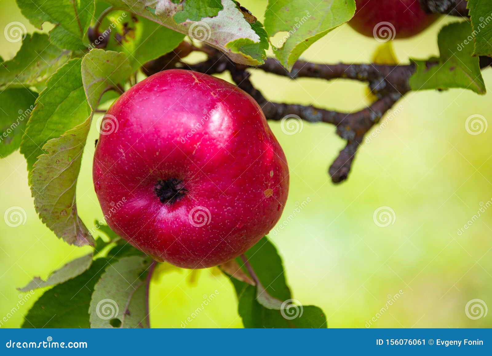 One red apple on tree stock image. Image of fruits, nature - 156076061
