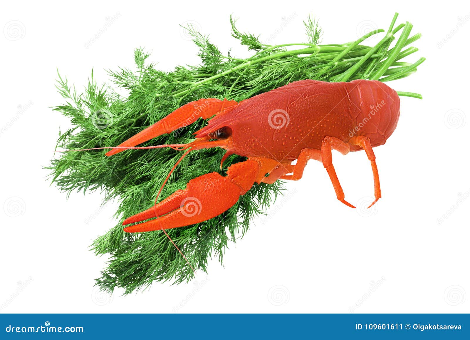 Red Boiled Crawfish on the Bunch of Dill Isolated on a White Background ... Red Boiled Crawfish on the Bunch of Dill Isolated on a White Background ...
