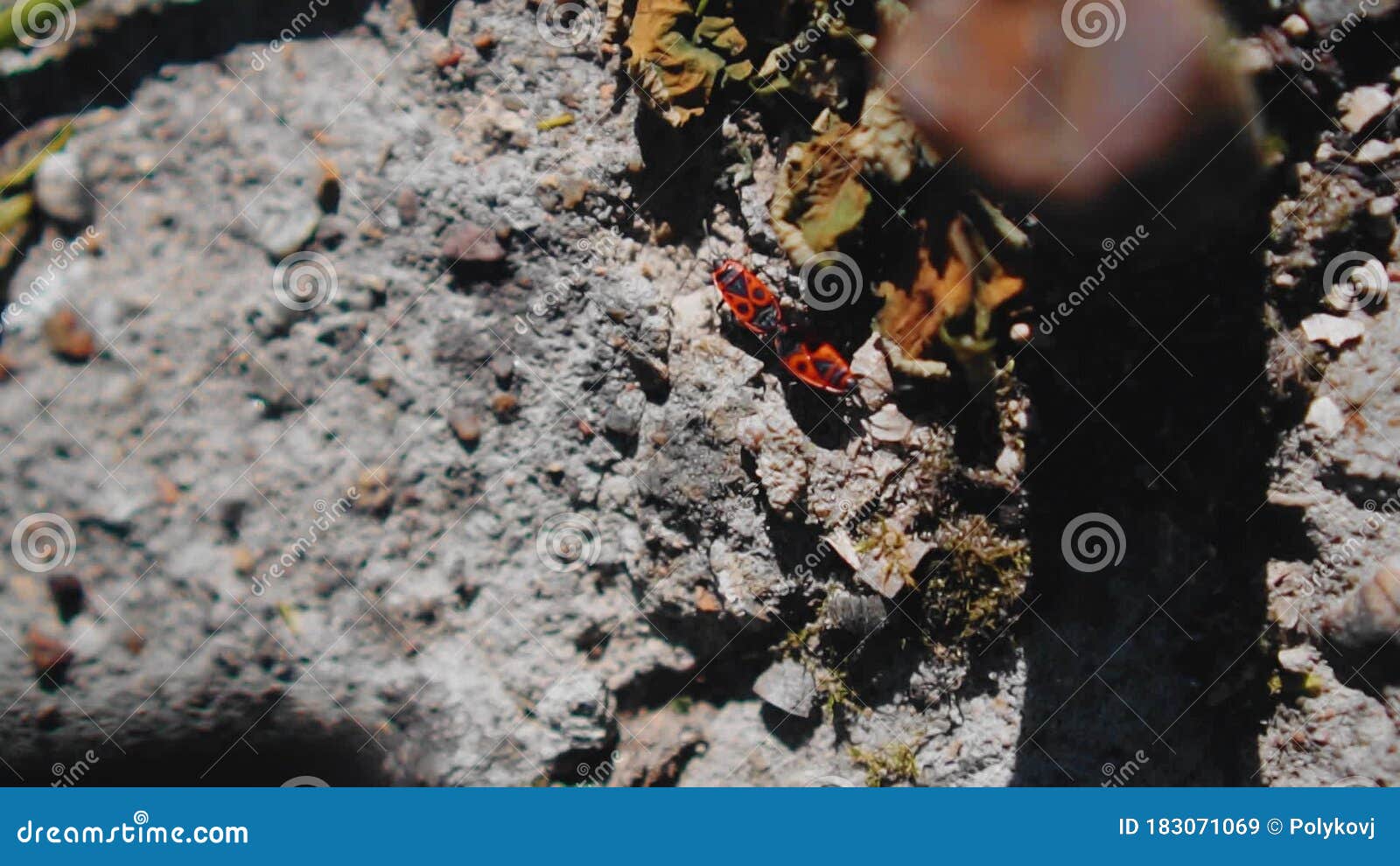 One Red Bug Drags Another Along the Stone Surface. the View from the ...
