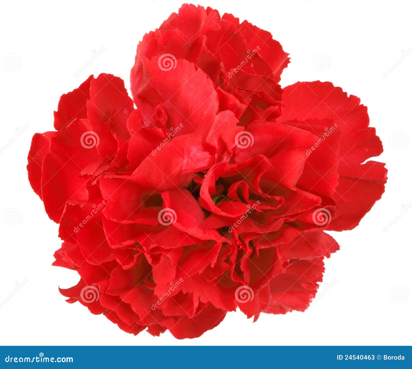 One a red carnation stock image. Image of simplicity - 24540463