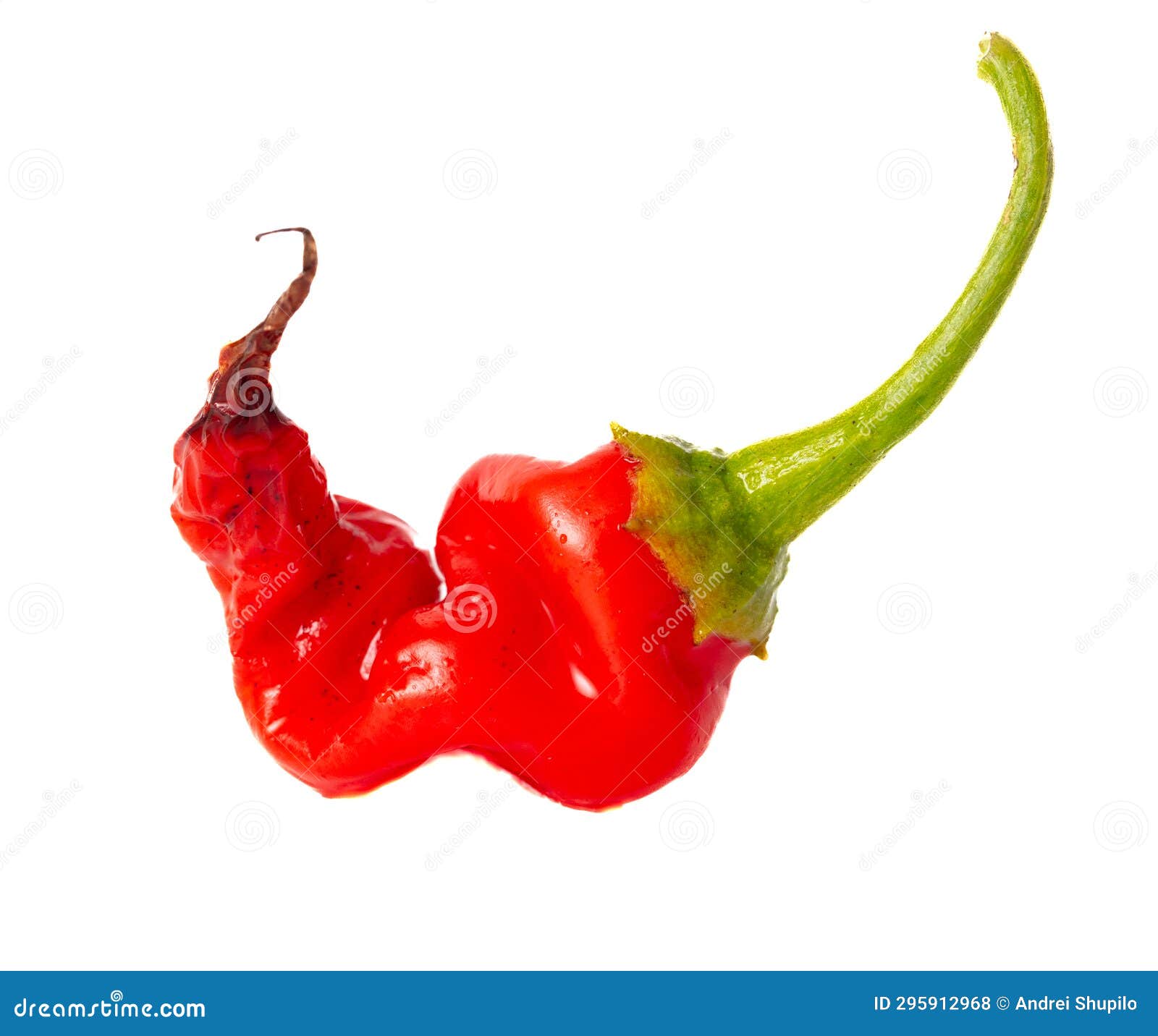 One Red Chili Pepper Isolated White Background. Close-up Stock Photo ...
