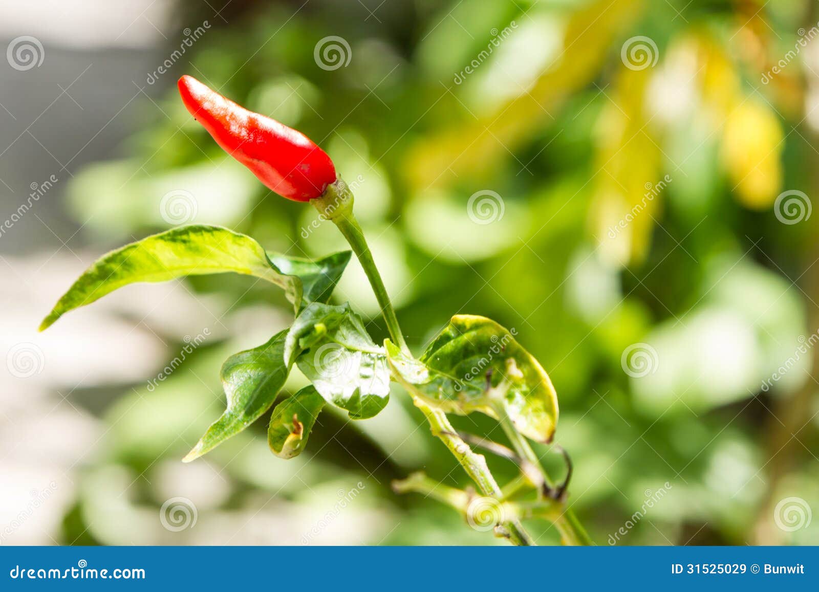 One red chili on tree stock image. Image of detail, spice - 31525029