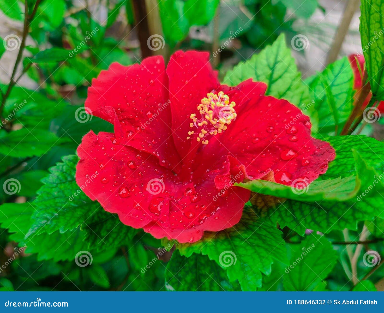 One Red China Rose in a Tree . Stock Photo - Image of outdoor, leaves ...