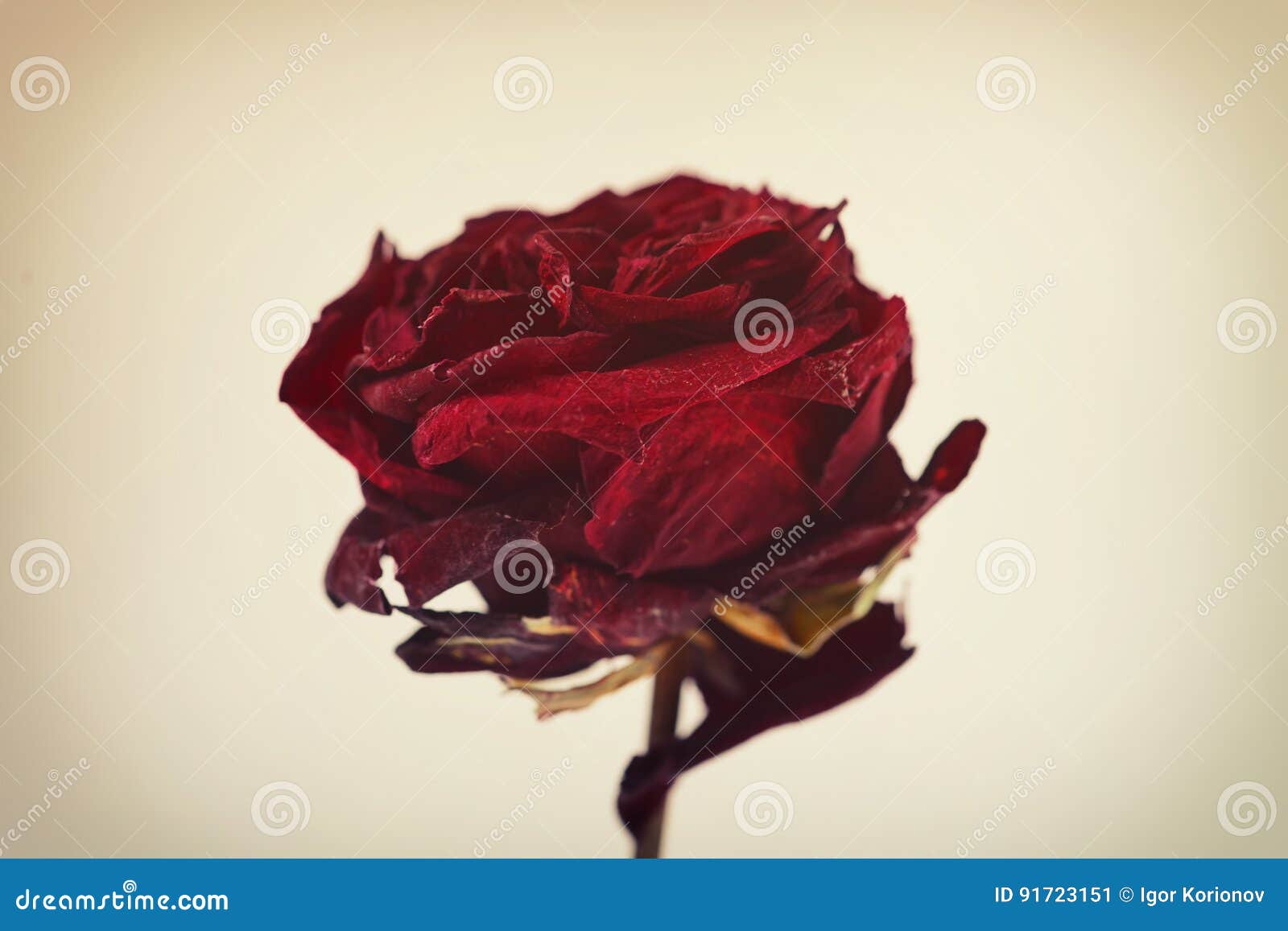 One red dried rose stock image. Image of dying, decorative - 91723151