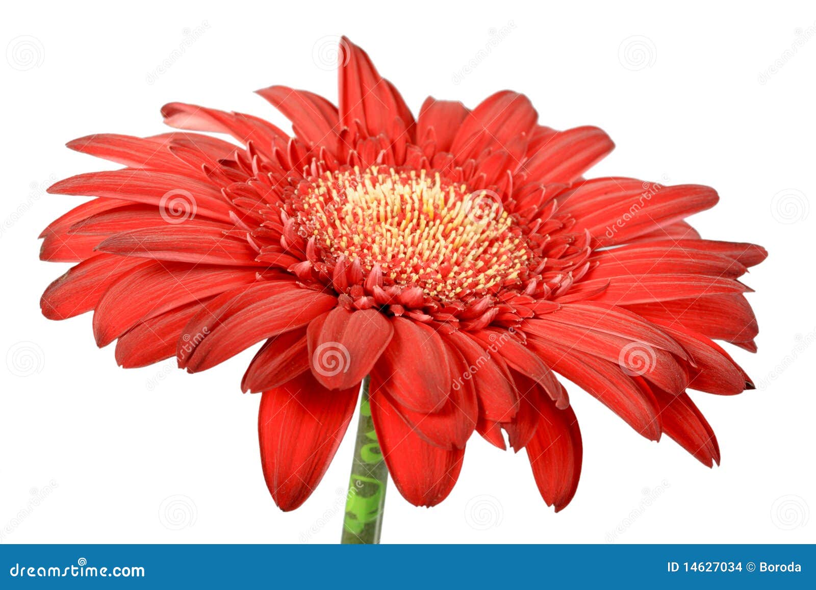 One red flower stock photo. Image of idyllic, close, gerbera - 14627034