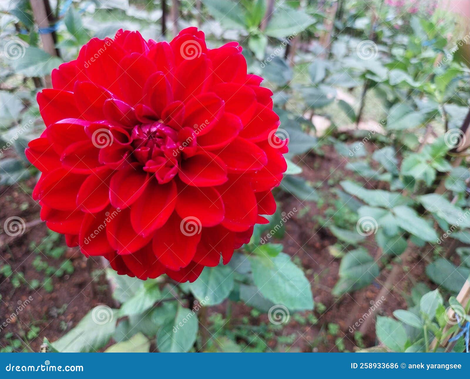 One Red flower stock photo. Image of dahlia, plant, leaf - 258933686