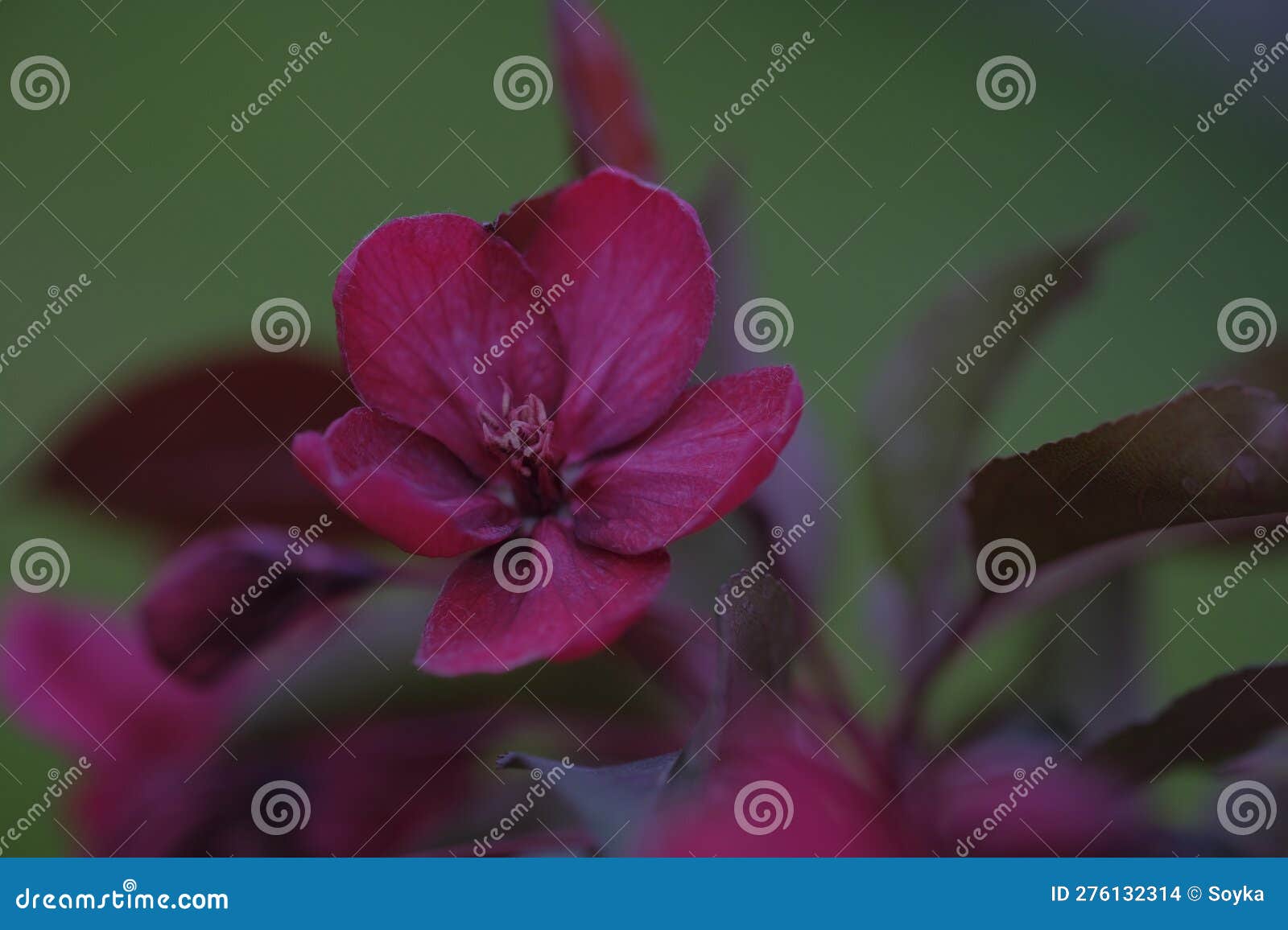 One Red Flower on a Branch of an Apple Tree on a Blurred Background ...