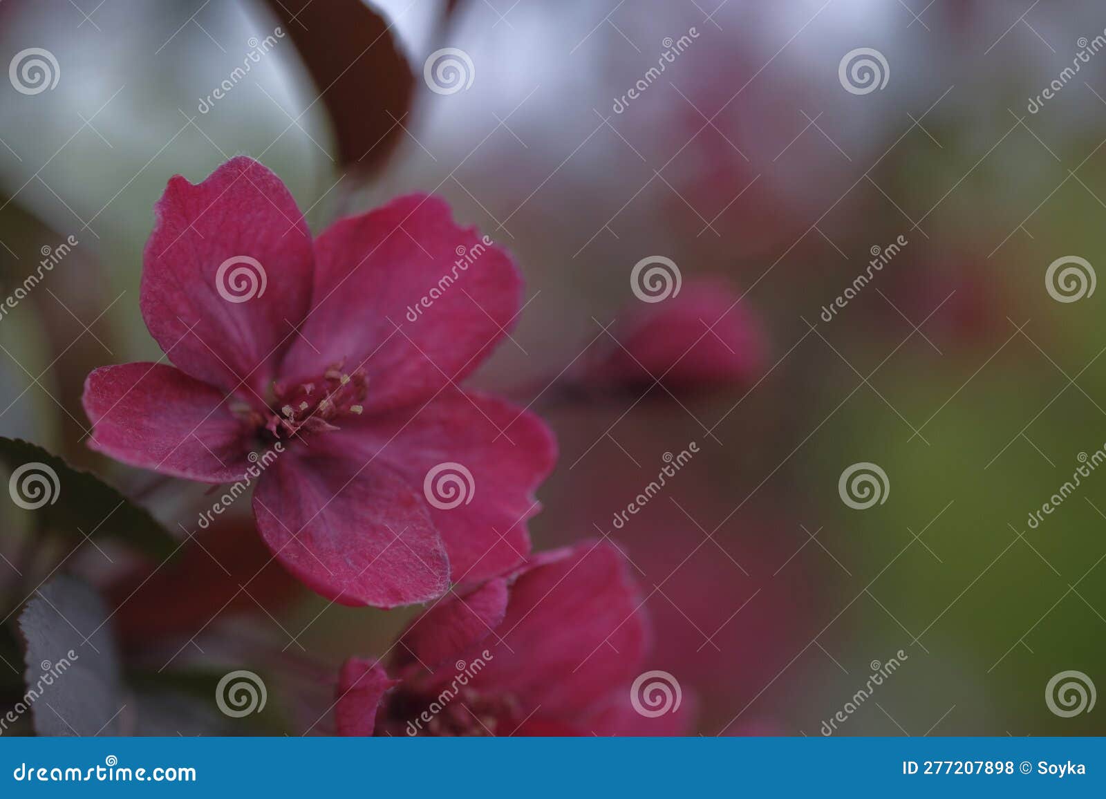 One Red Flower on a Branch of an Apple Tree on a Blurred Background ...