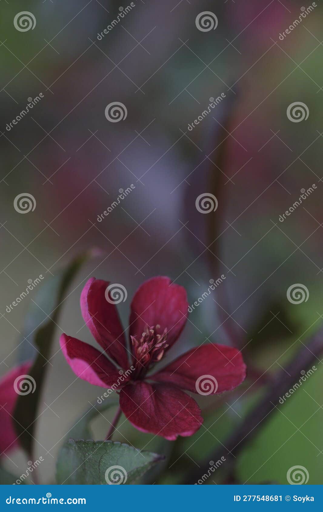 One Red Flower on a Branch of an Apple Tree on a Blurred Background ...
