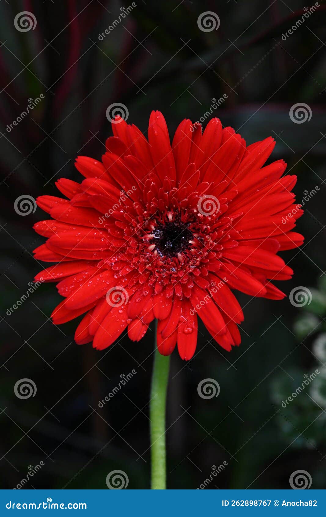 One Red Flower Close-up Shot Stock Image - Image of plant, blooming ...