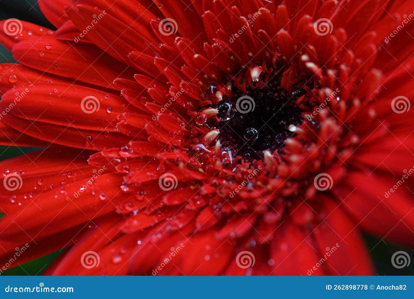 One Red Flower Close-up Shot Stock Photo - Image of background, beauty ...