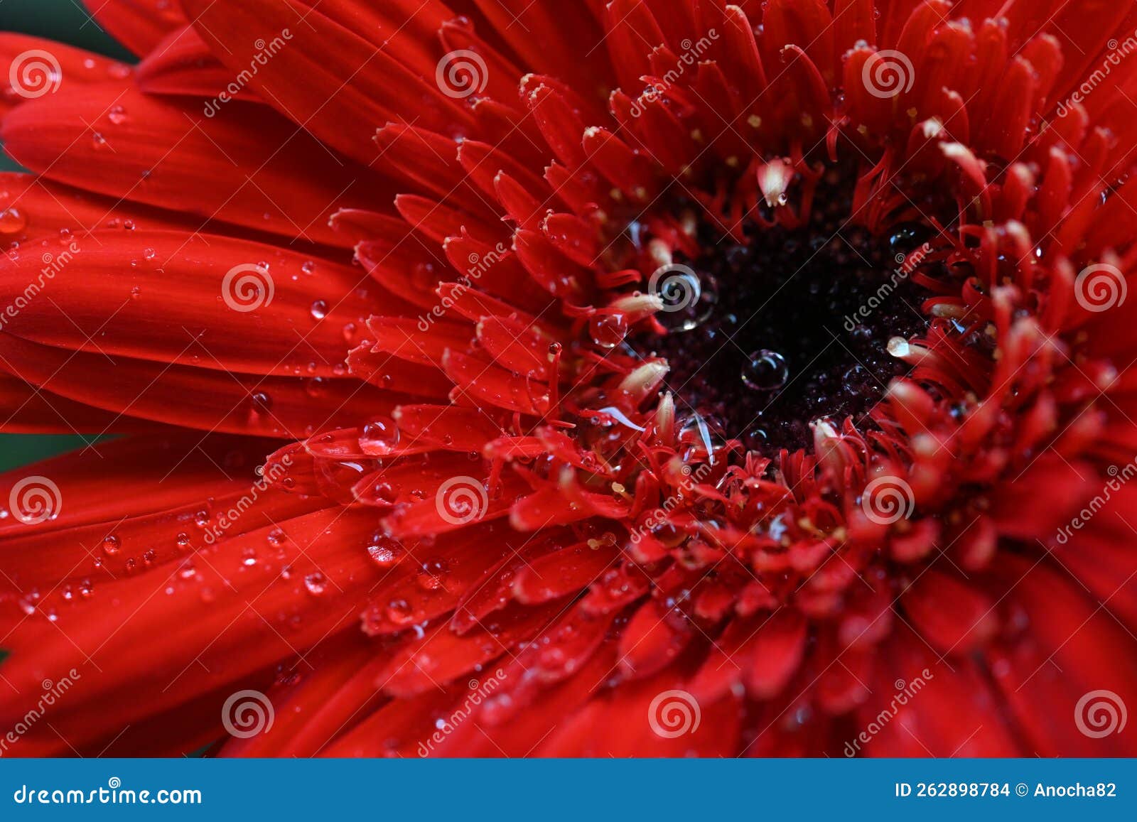 One Red Flower Close-up Shot Stock Photo - Image of summer, bright ...