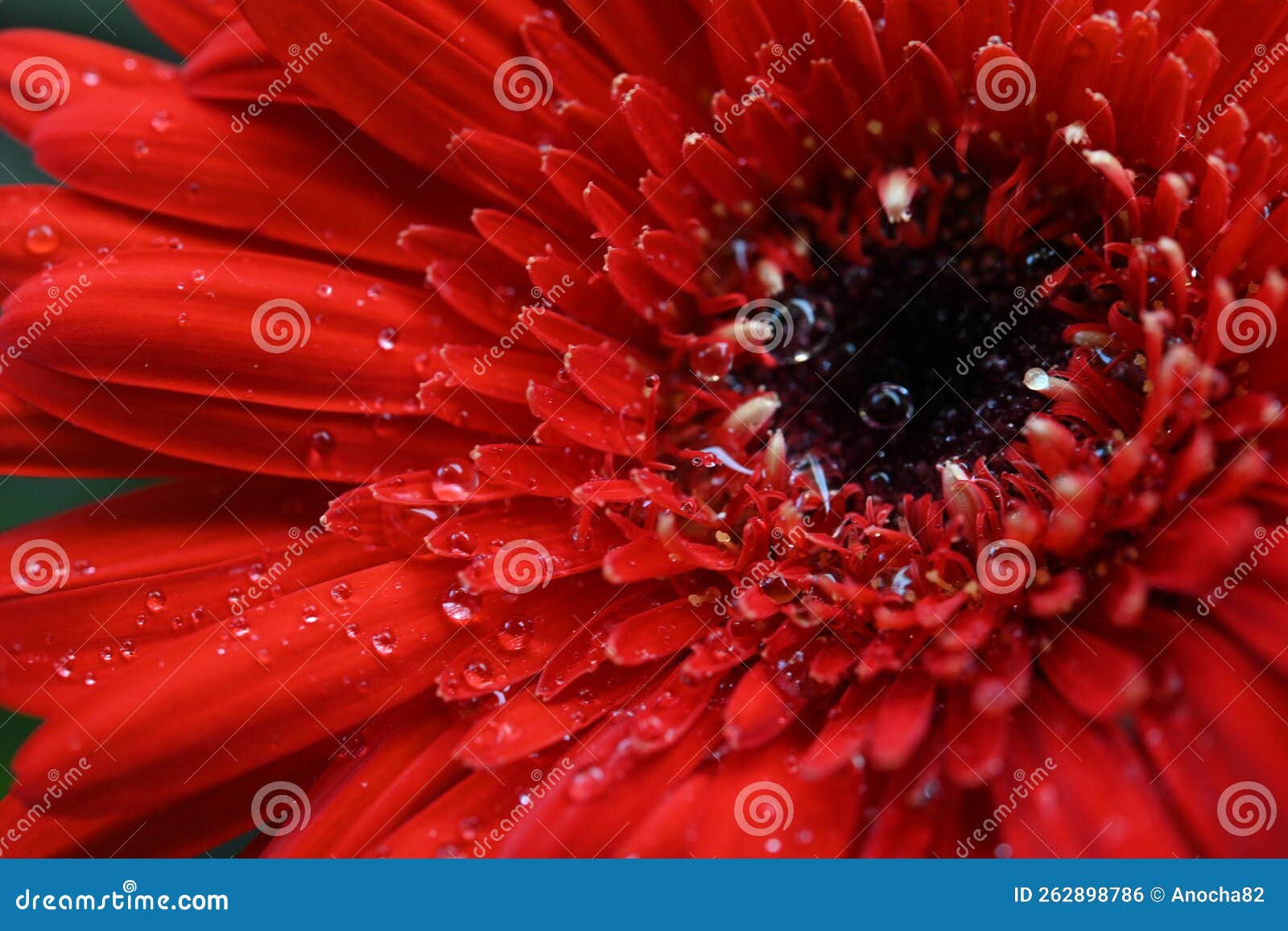 One Red Flower Close-up Shot Stock Photo - Image of nature, color ...