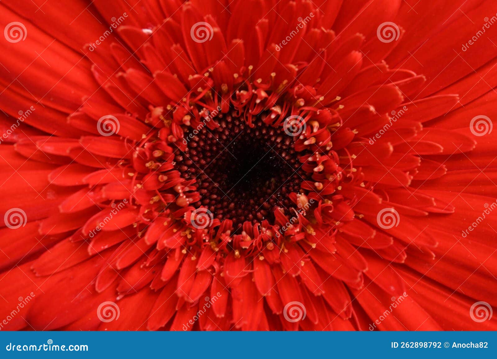 One Red Flower Close-up Shot Stock Photo - Image of fresh, color: 262898792