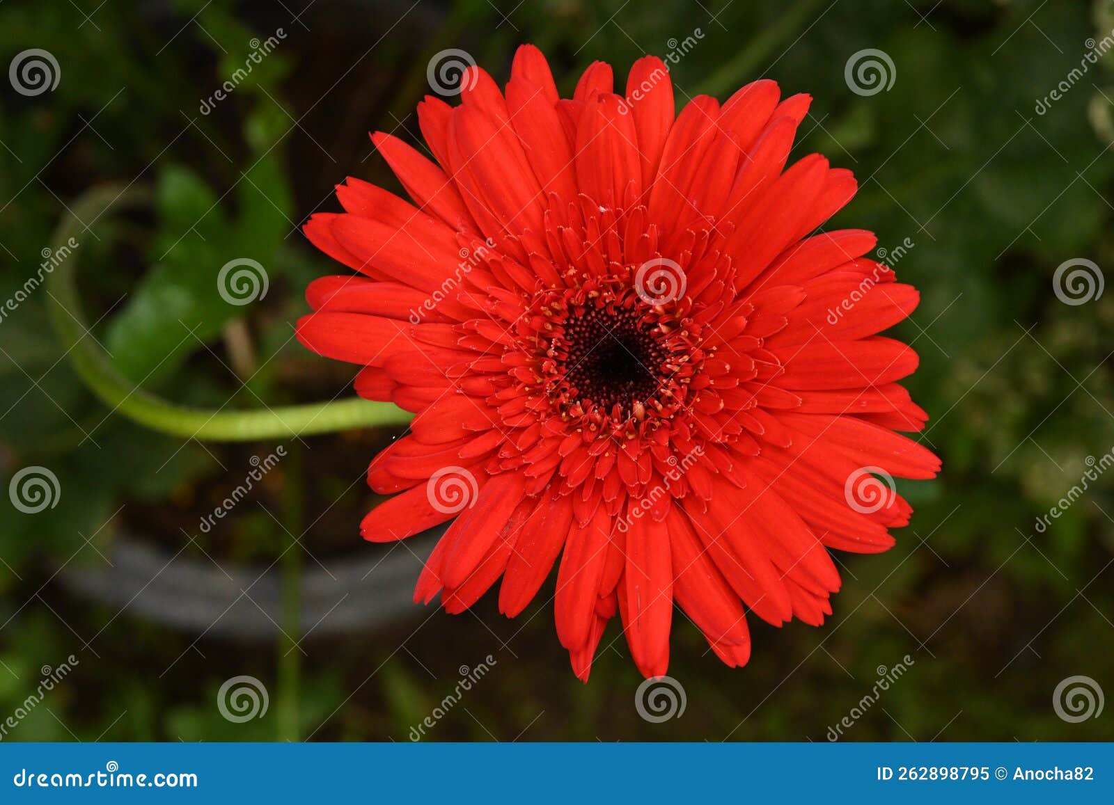 One Red Flower Close-up Shot Stock Image - Image of botany, blooming ...