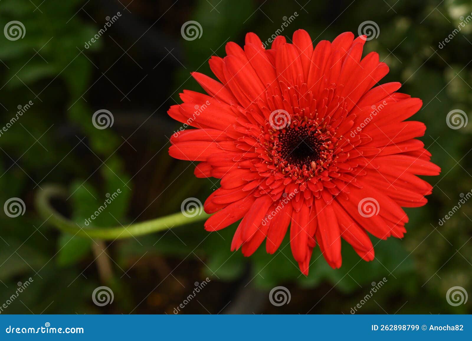 One Red Flower Close-up Shot Stock Image - Image of detail, summer ...