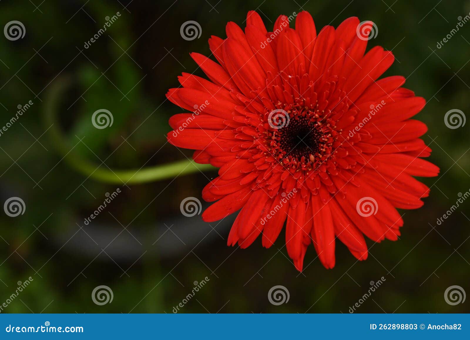 One Red Flower Close-up Shot Stock Image - Image of detail, pretty ...