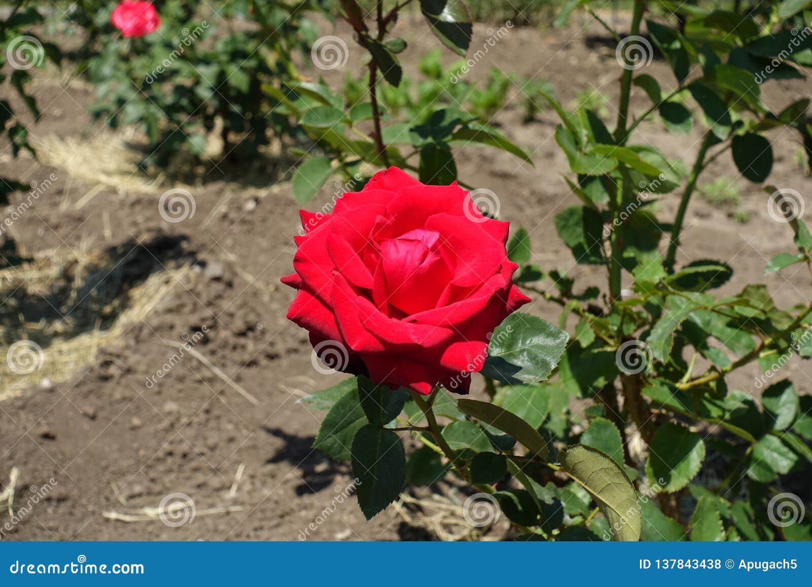 One Red Flower of Rose in June Stock Photo - Image of branch, carmine ...