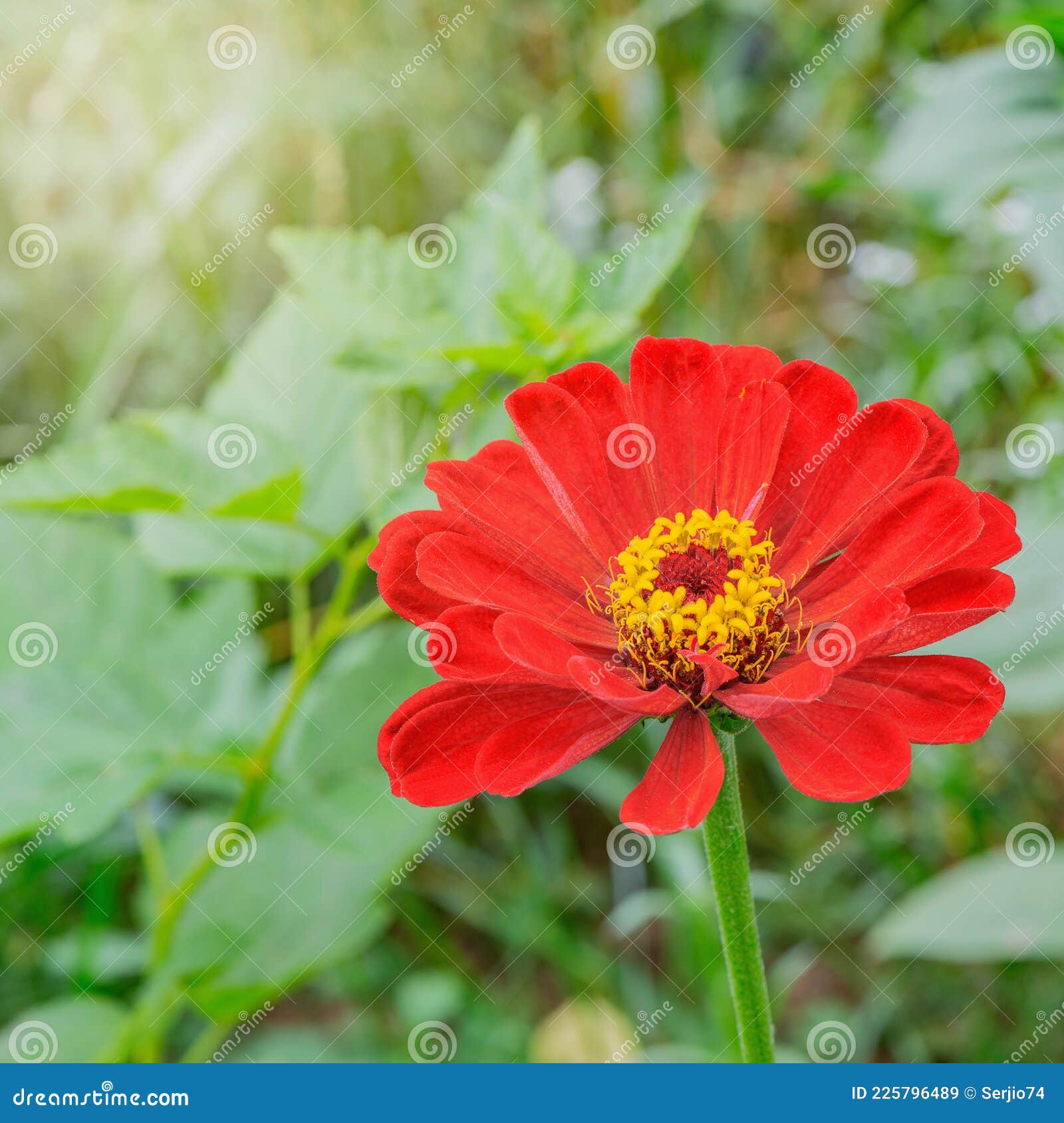 One Red Flower in the Garden. Stock Image - Image of fragrance, evening ...