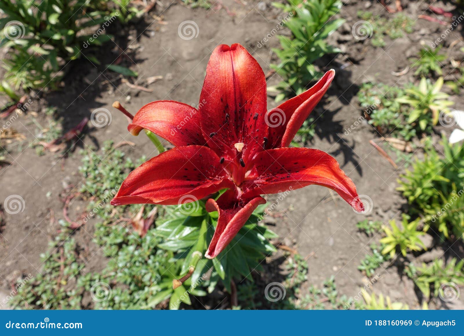 One red flower of lily stock image. Image of lily, greenery - 188160969