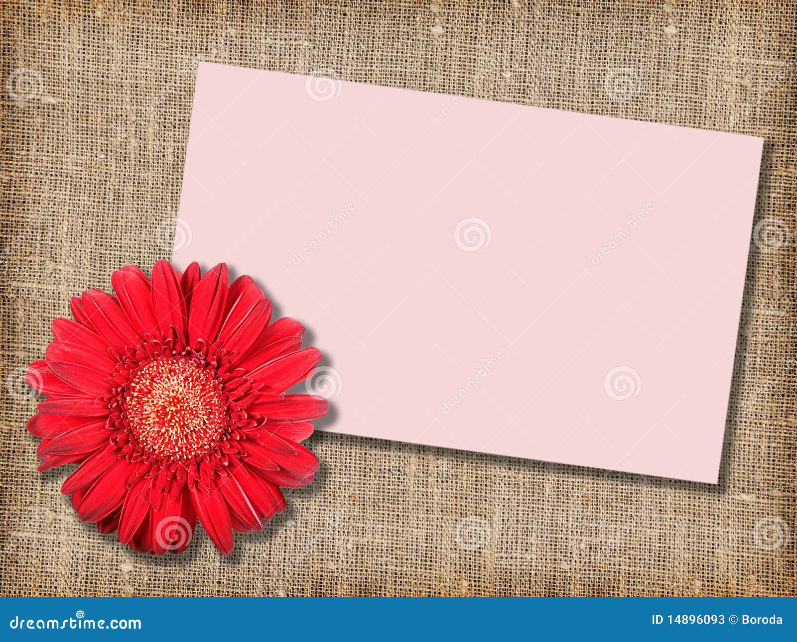 One Red Flower with Message-card Stock Image - Image of herbera, length ...