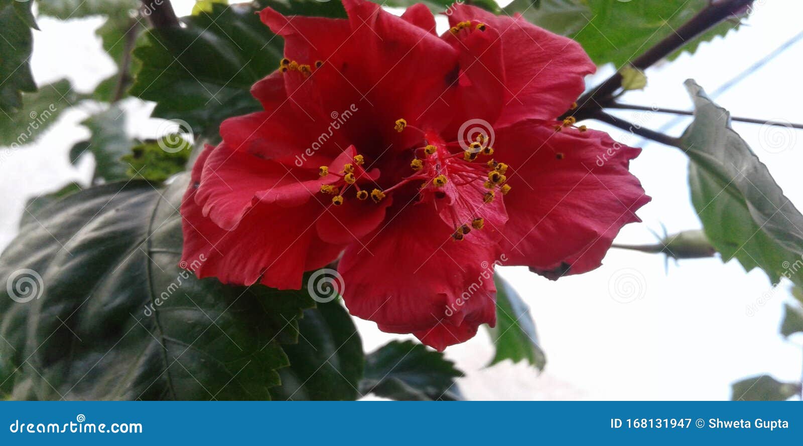 One Red flower whit leafs. stock image. Image of background - 168131947