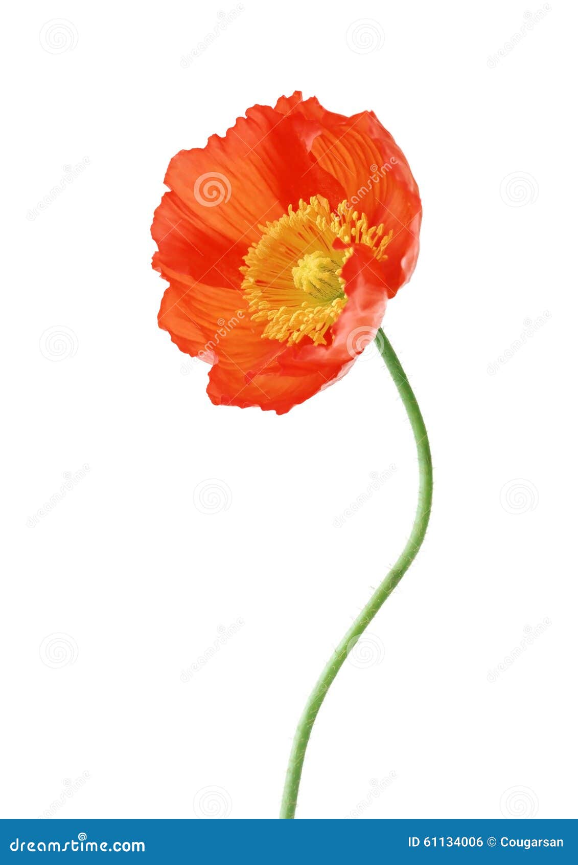 One Red Flower on the White Background Stock Photo - Image of plant ...