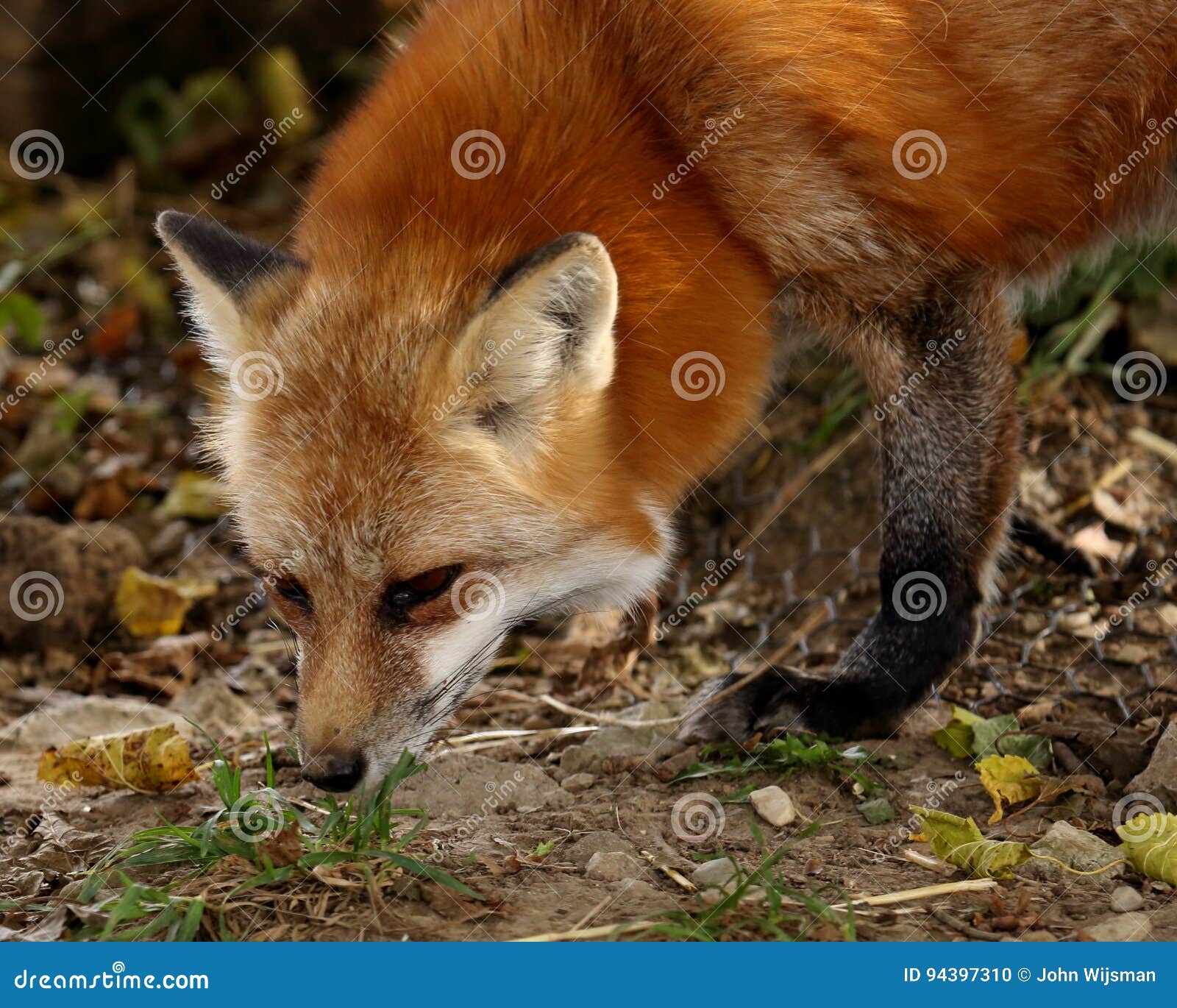 One Red Fox Sniffing at the Ground Stock Photo - Image of grass, brown ...