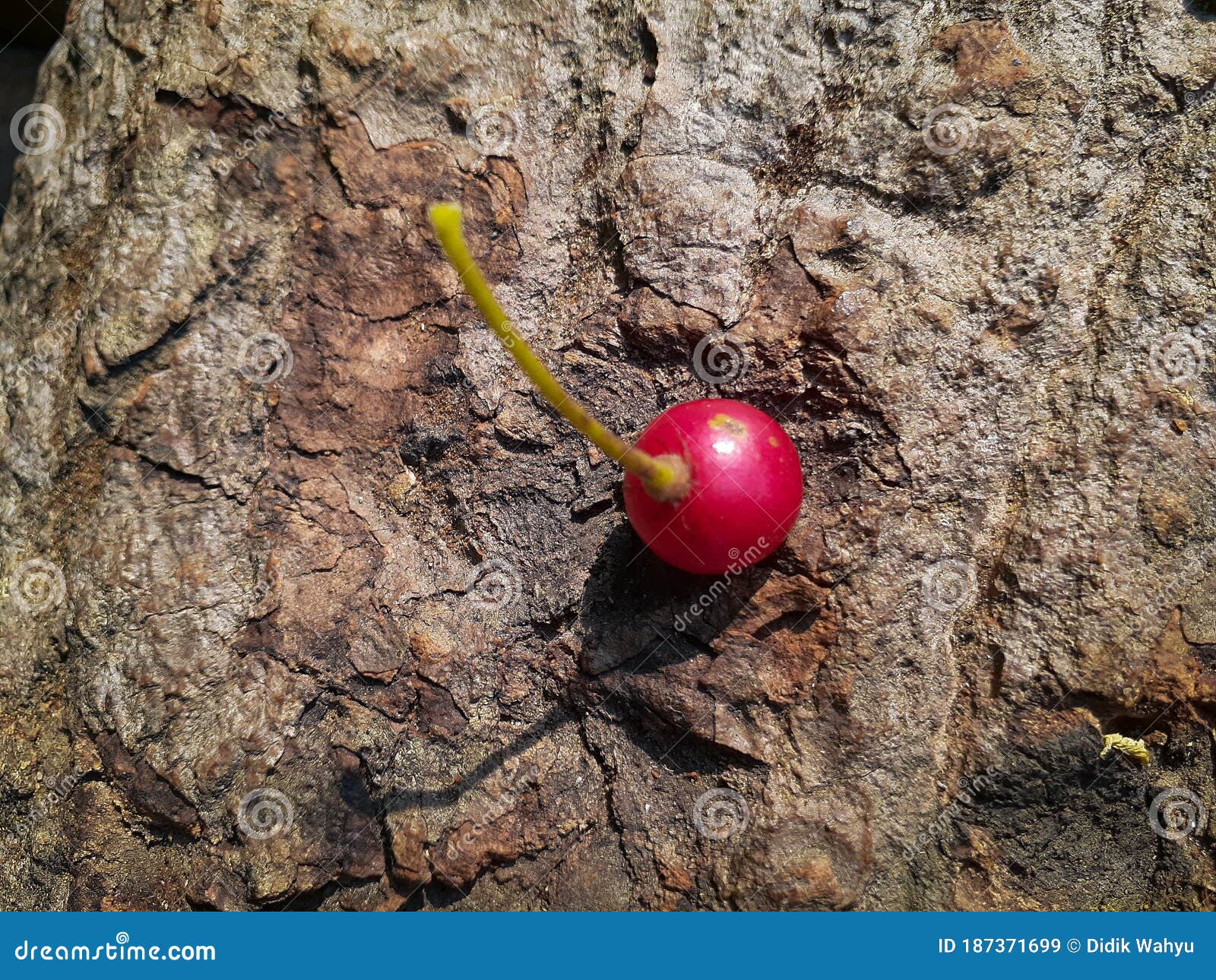 One red and fresh talok stock image. Image of fresh - 187371699