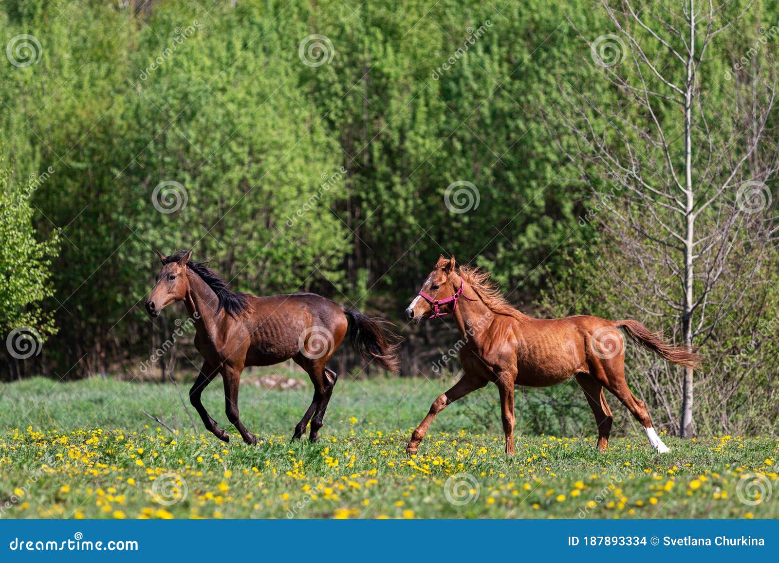 One Red Horse Galloping on the Pasture Stock Photo - Image of field ...
