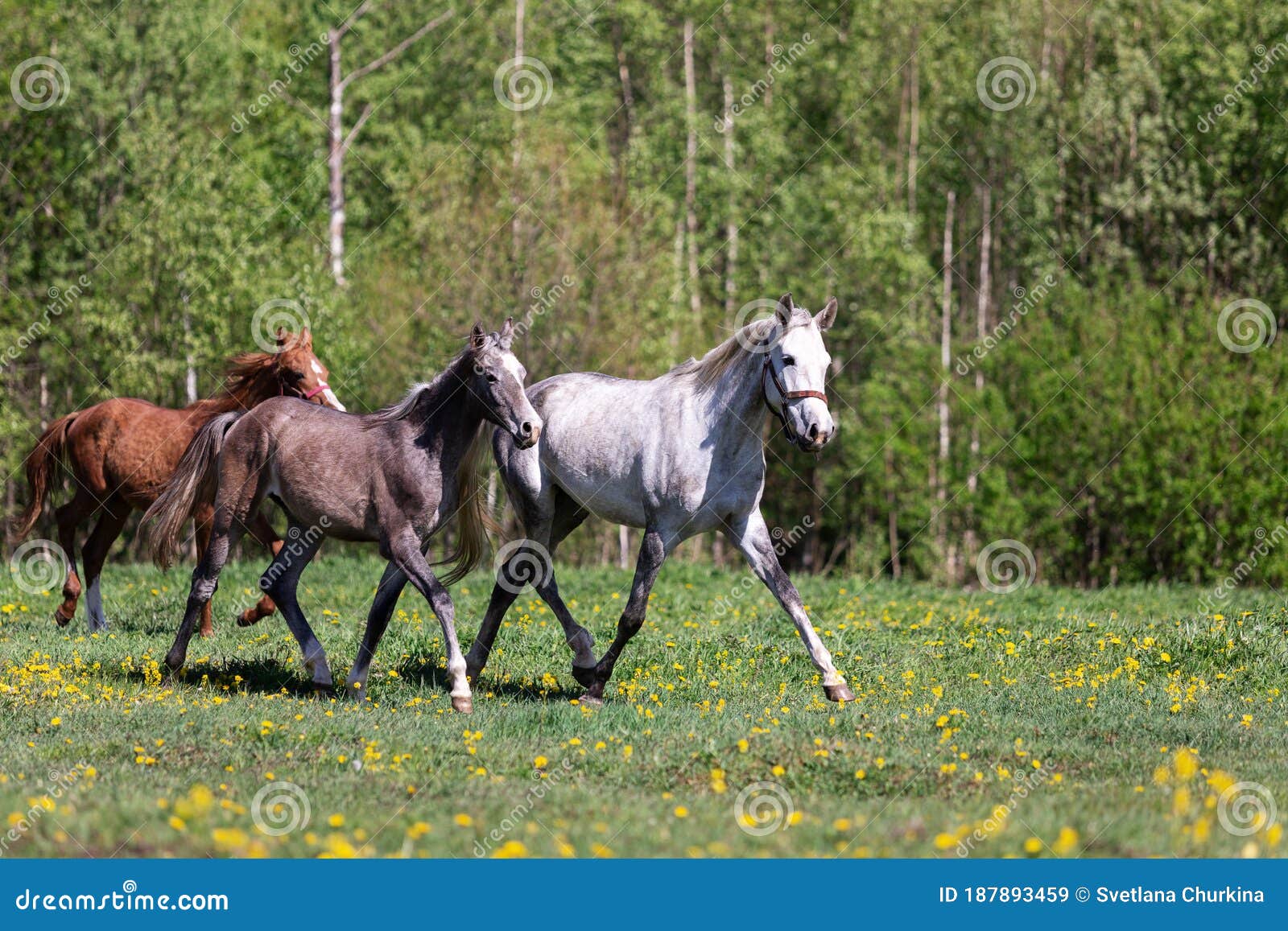 One Red Horse Galloping on the Pasture Stock Image - Image of ...