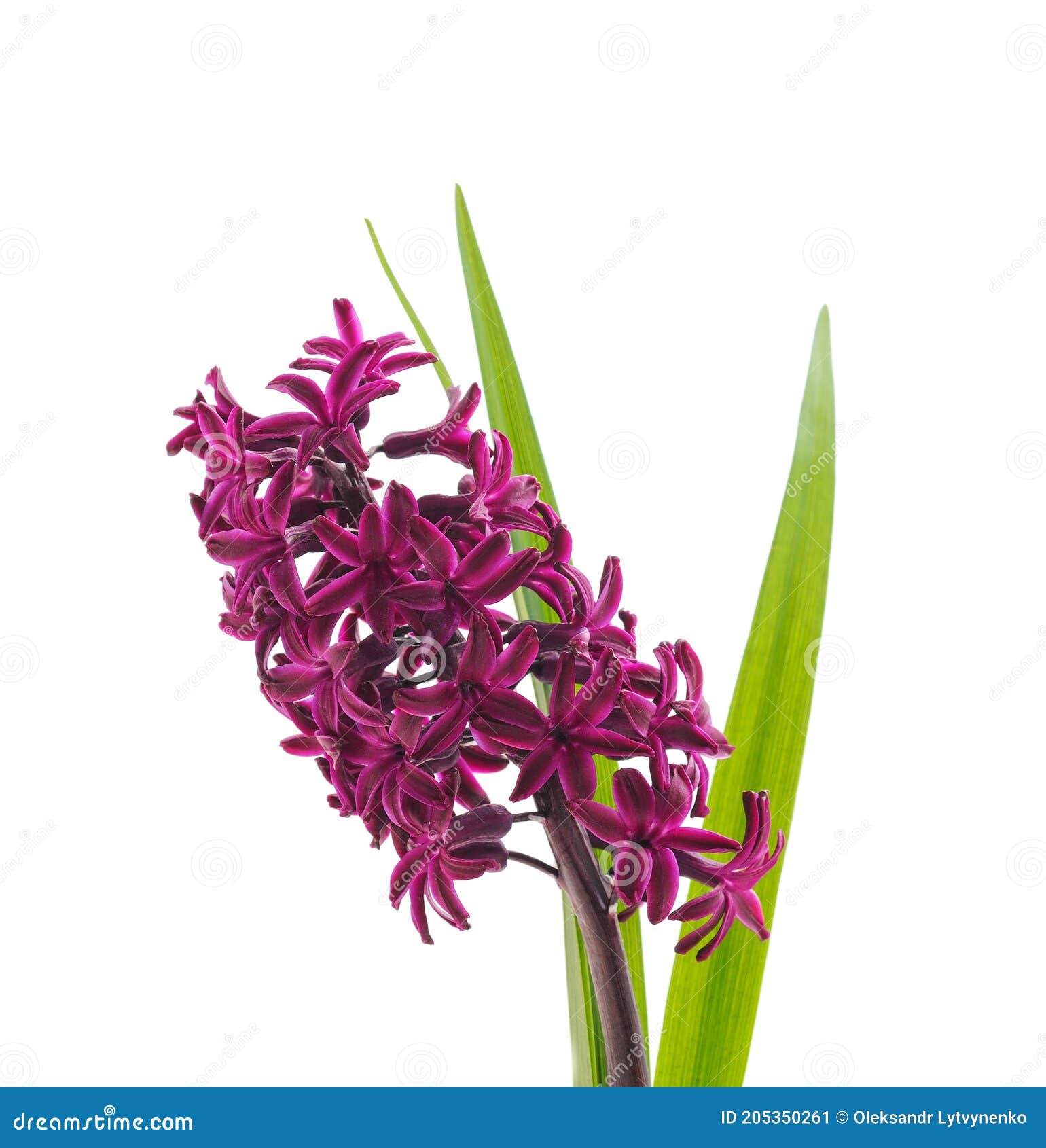 One red hyacinth stock image. Image of flower, blossom - 205350261