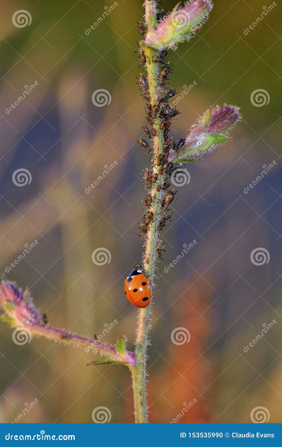 One Red Ladybug Coccinellidae on Plant with Many Aphids Stock Photo ...