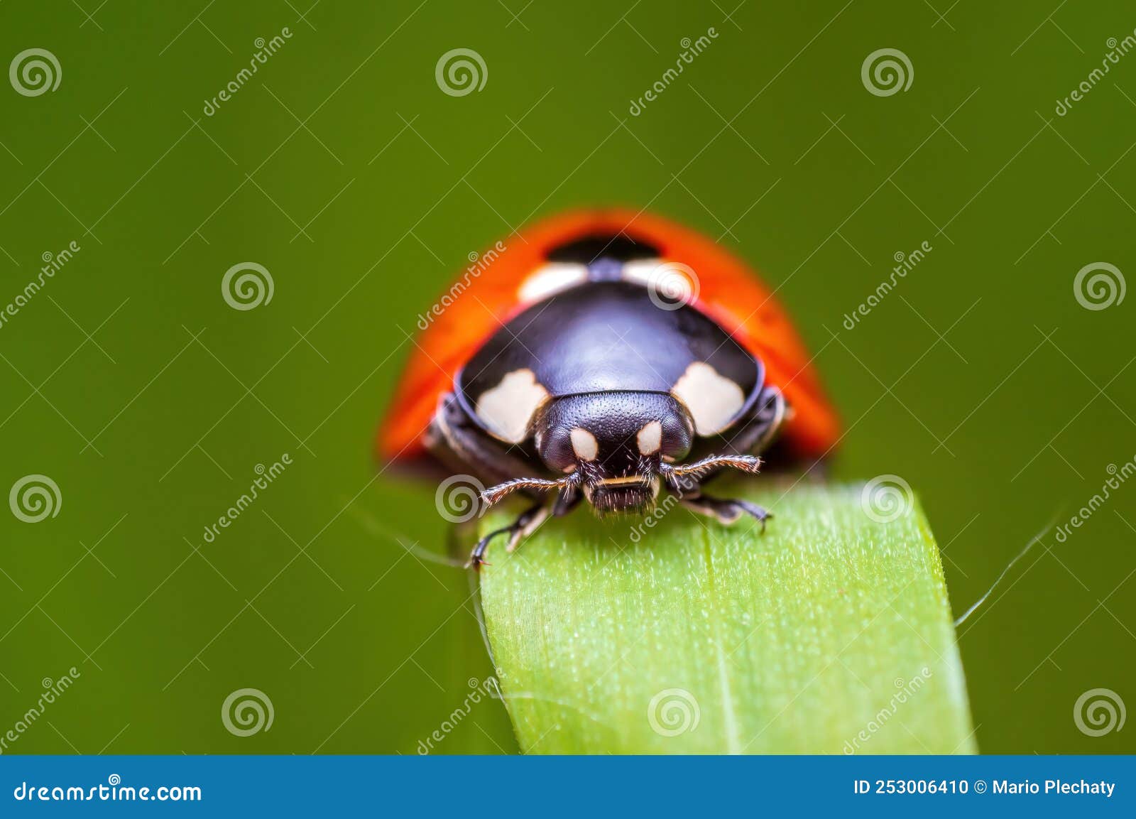 One Red Ladybug Sits on a Blade of Grass in a Meadow Stock Photo ...