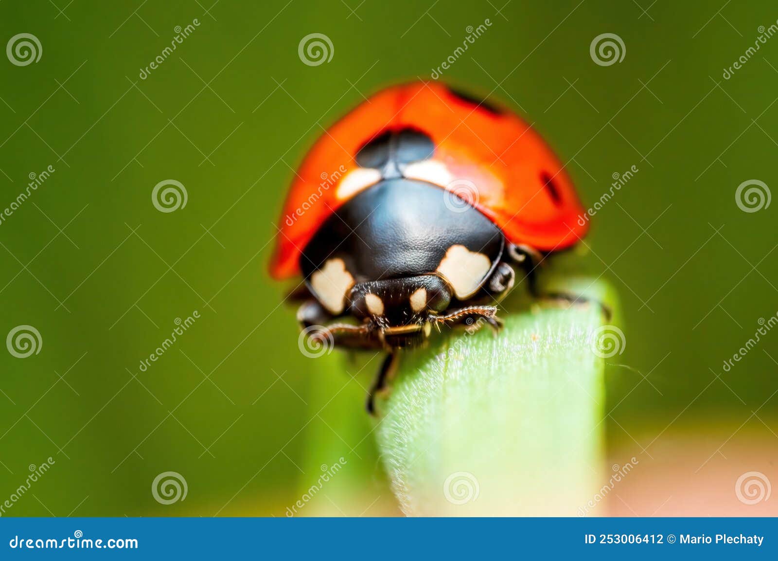 One Red Ladybug Sits on a Blade of Grass in a Meadow Stock Photo ...