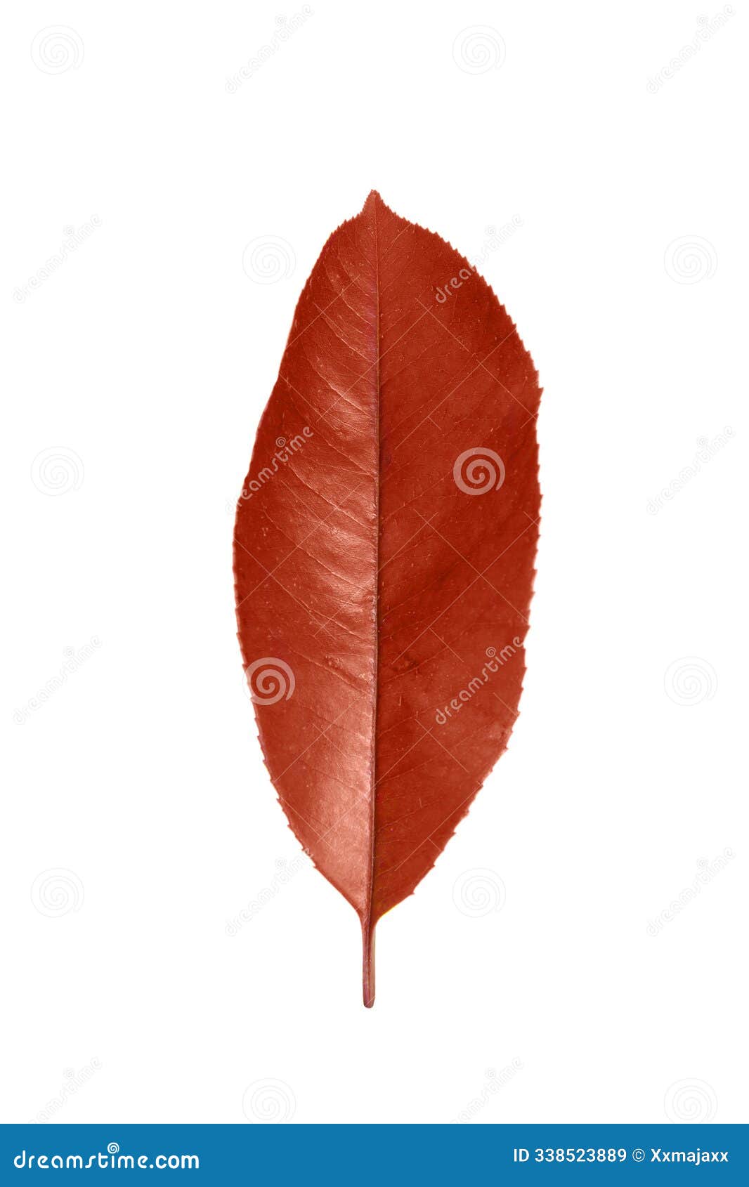 One red leaf in autumn stock illustration. Illustration of leaf - 338523889