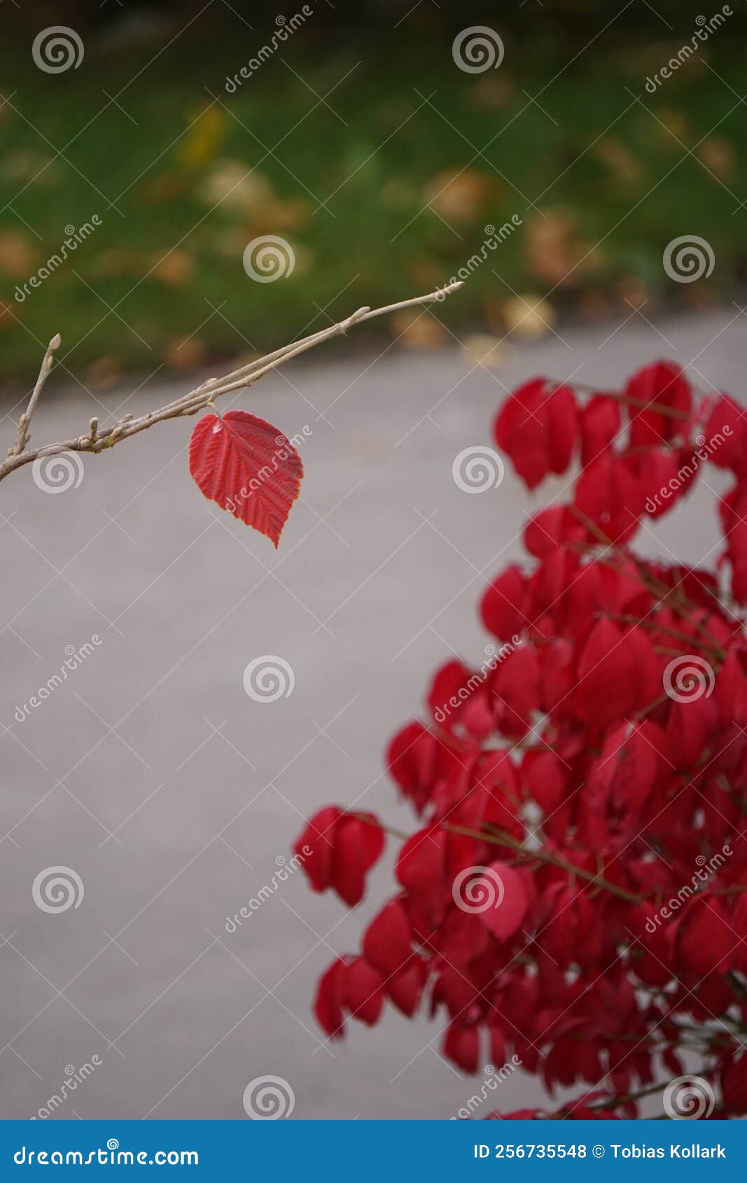 One Red Leaf on a Branch in Front of Multiple Leaves Stock Photo ...