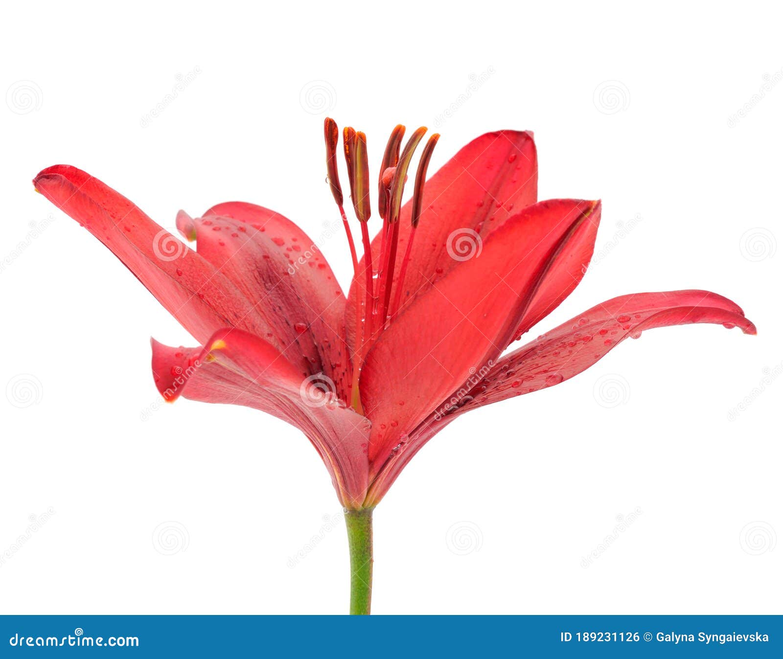 One red lily stock photo. Image of green, bouquet, floral - 189231126