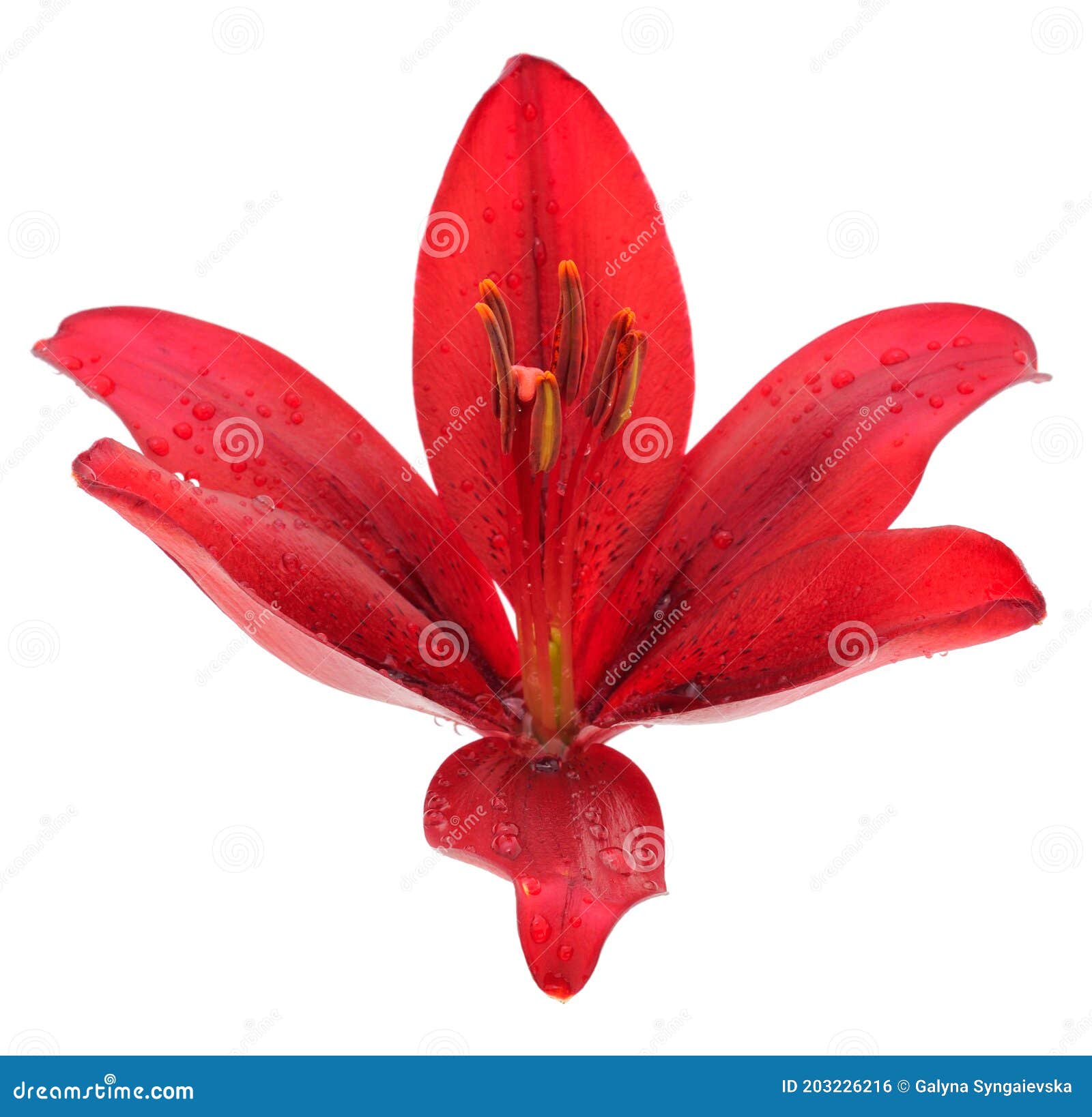 One red lily stock photo. Image of beautiful, floral - 203226216