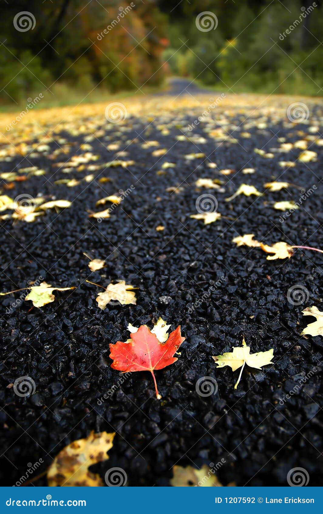 One Red Maple Leaf on Road stock photo. Image of path - 1207592