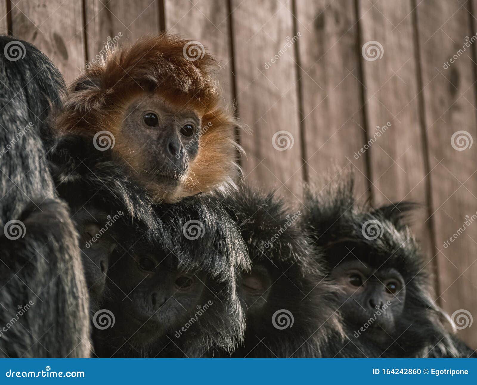 One Red Monkey among Group of Black Monkeys. Stock Photo - Image of ...