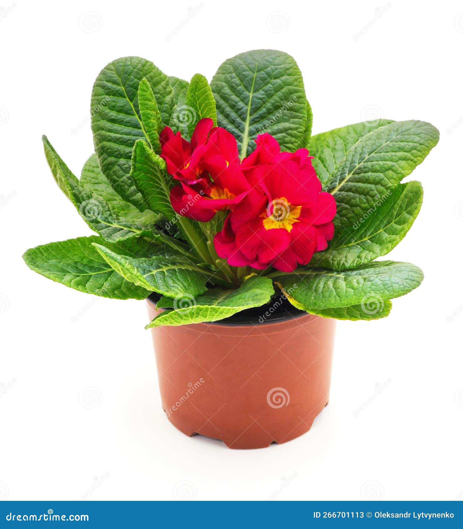 One red primrose in a pot stock image. Image of head - 266701113