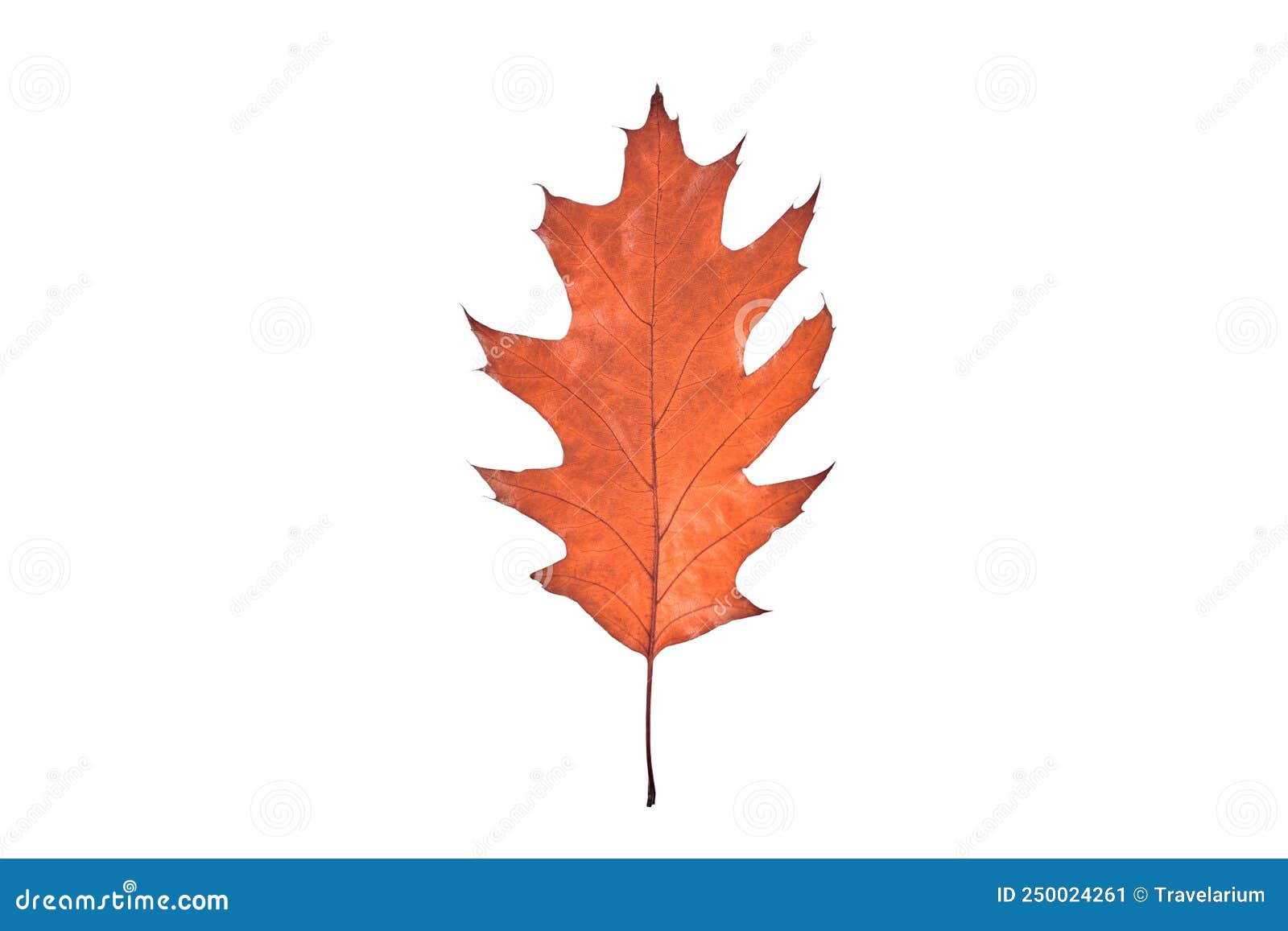 One Red Quercus Rubra Oak Leaf Isolated On White Background Northern Red Oak Tree Leaf Stock