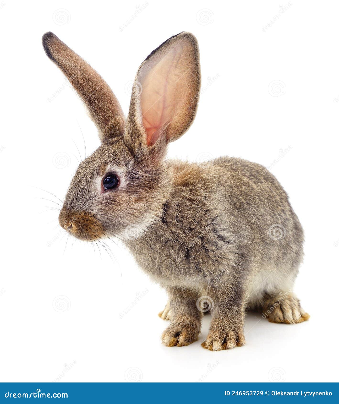 One red rabbit stock image. Image of watching, friendly - 246953729
